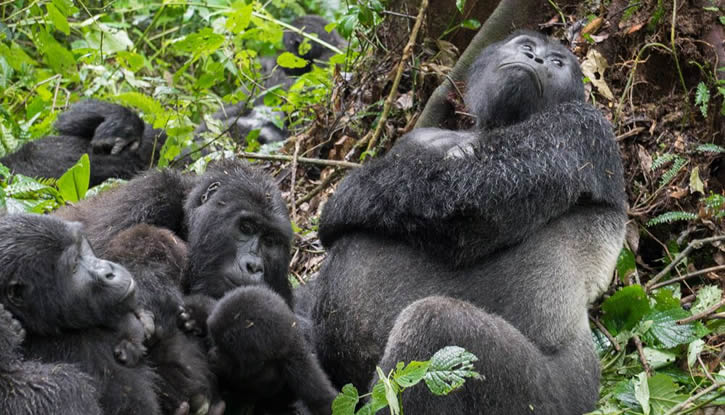 Why you should visit Virunga National Park | Gorilla Trek Africa