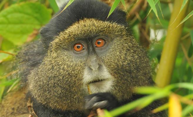 Primate Habituation Experience In Uganda, Primate Trekking