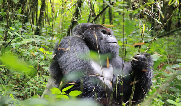 The historic mountain gorillas monitored by Dian Fossey