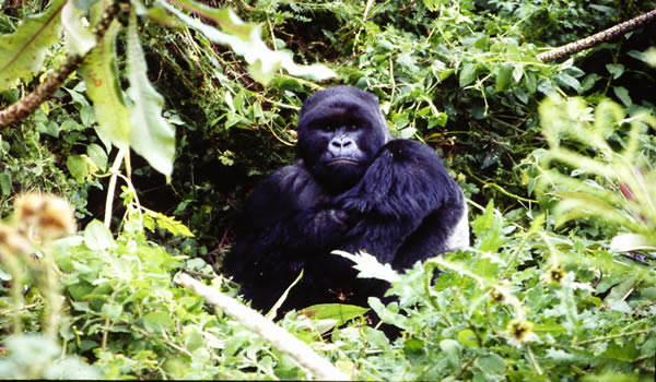 The historic mountain gorillas monitored by Dian Fossey