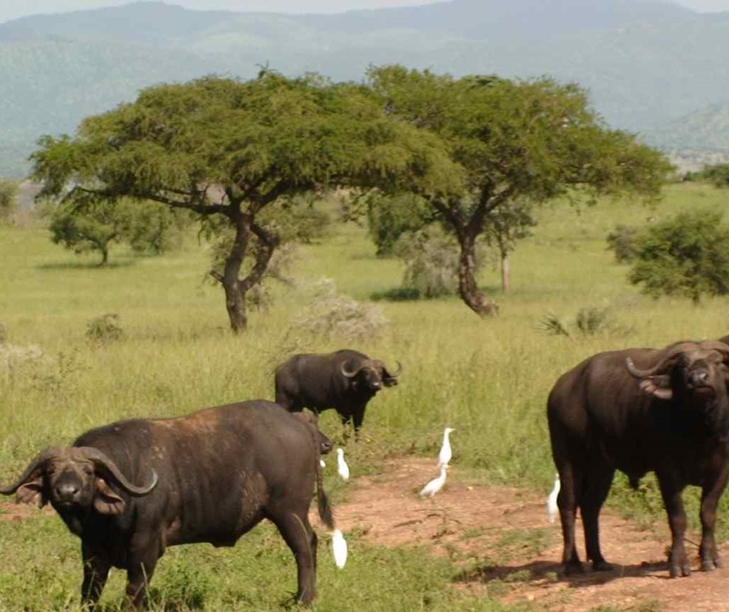 Pian-Upe Wildlife Reserve | Gorilla Trek Africa
