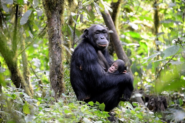 Rwanda Safaris | Gorilla Tours & Wildlife Safaris in Rwanda