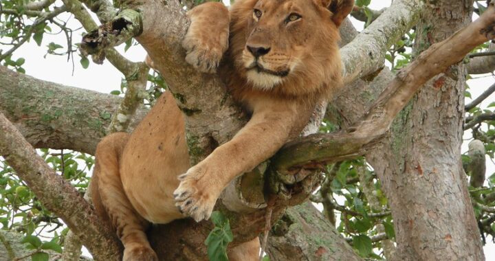 Explore the Ishasha wilderness of Queen Elizabeth National Park