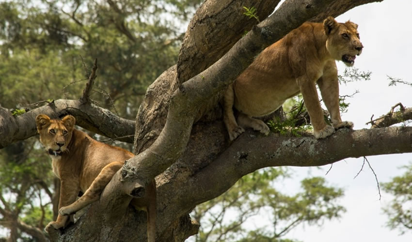 Explore the Ishasha wilderness of Queen Elizabeth National Park