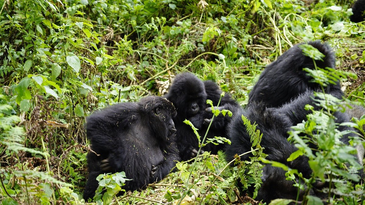 Facts About Mountain Gorillas; Behaviours, Size & Habitats