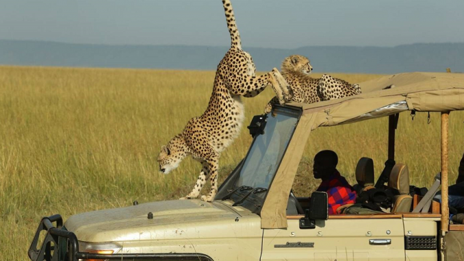 Kenya Wildlife Safari